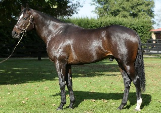 Windsor Park Stud | Horse Breeding | Horse Racing | Cambridge, New